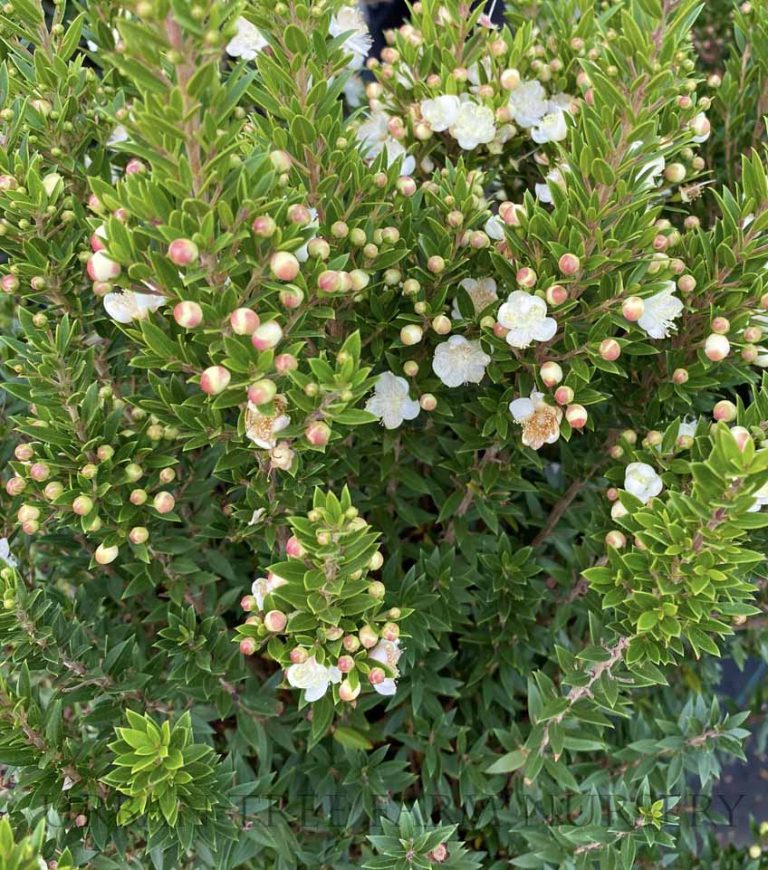 Myrtus communis 'Compacta' | Urban Tree Farm Nursery