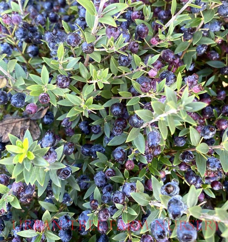 Myrtus communis 'Compacta' | Urban Tree Farm Nursery