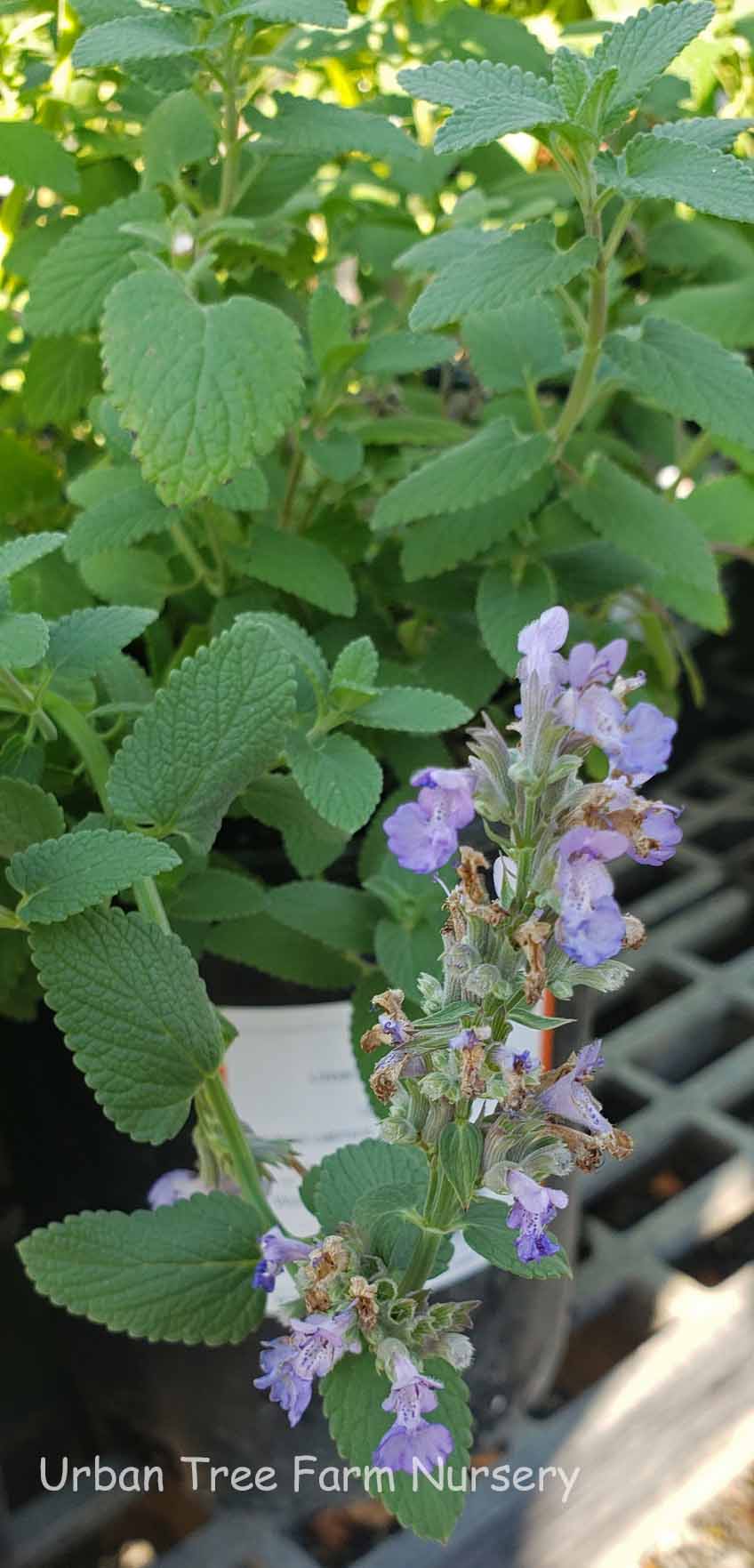 Nepeta 'Joanna Reed' | Urban Tree Farm Nursery