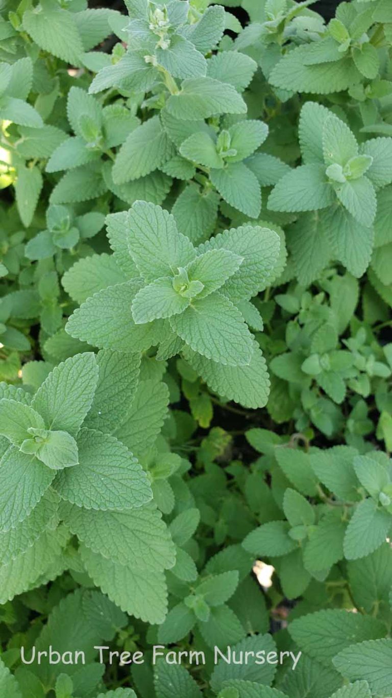 Nepeta 'Joanna Reed' | Urban Tree Farm Nursery