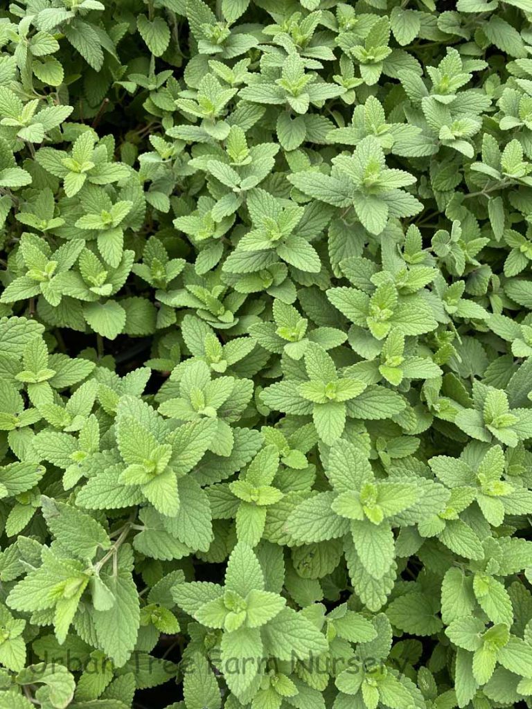 Nepeta 'Joanna Reed' | Urban Tree Farm Nursery