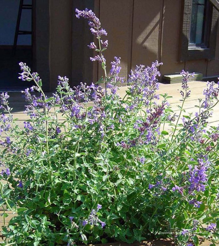 Nepeta racemosa 'Walker's Low' | Urban Tree Farm Nursery