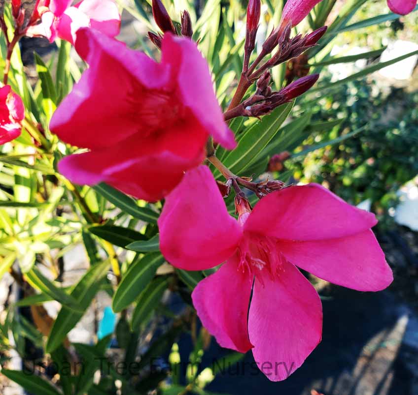 Nerium oleander 'Cherry Ripe' | Urban Tree Farm Nursery