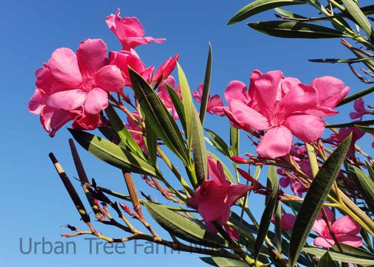 Nerium oleander 'Hardy Pink' STD | Urban Tree Farm Nursery