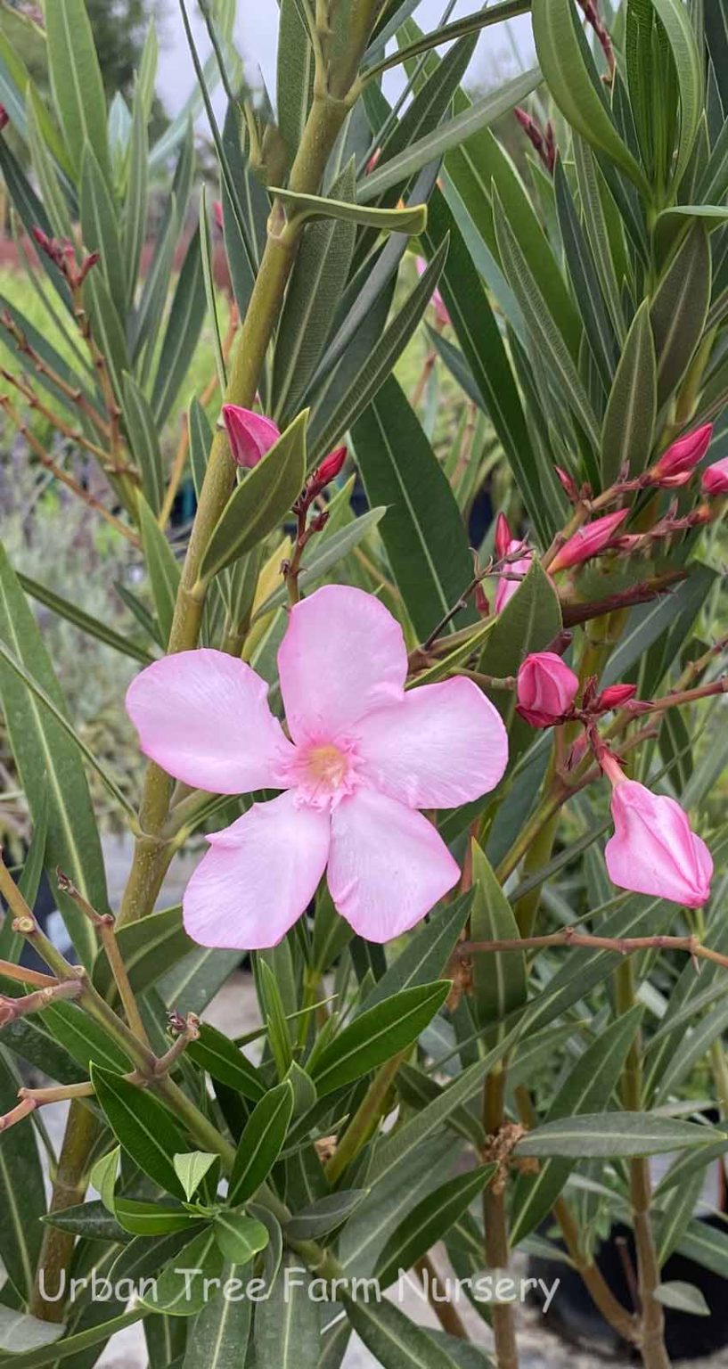 Nerium oleander 'Hardy Pink' | Urban Tree Farm Nursery