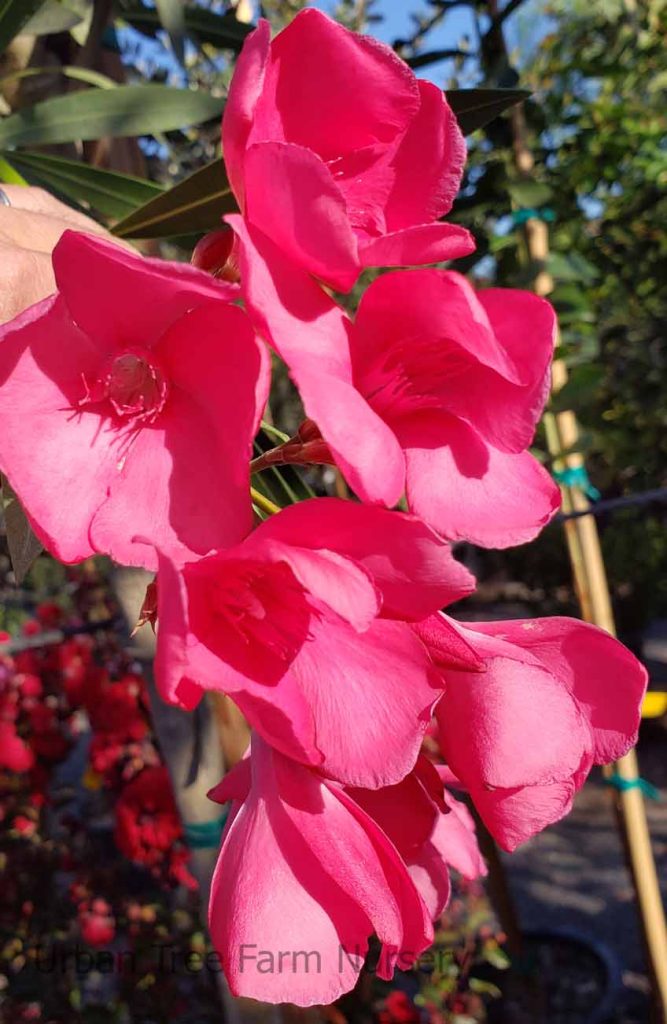 Nerium oleander 'Hardy Pink' | Urban Tree Farm Nursery