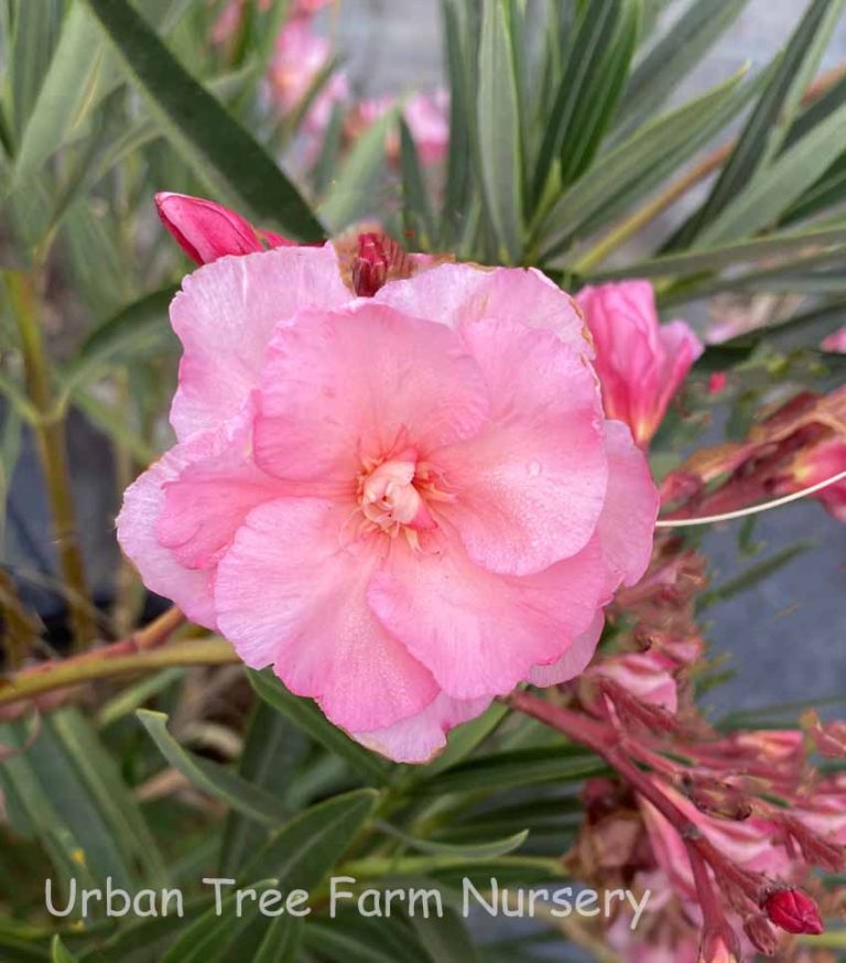 Nerium oleander 'Mrs. Roeding' | Urban Tree Farm Nursery