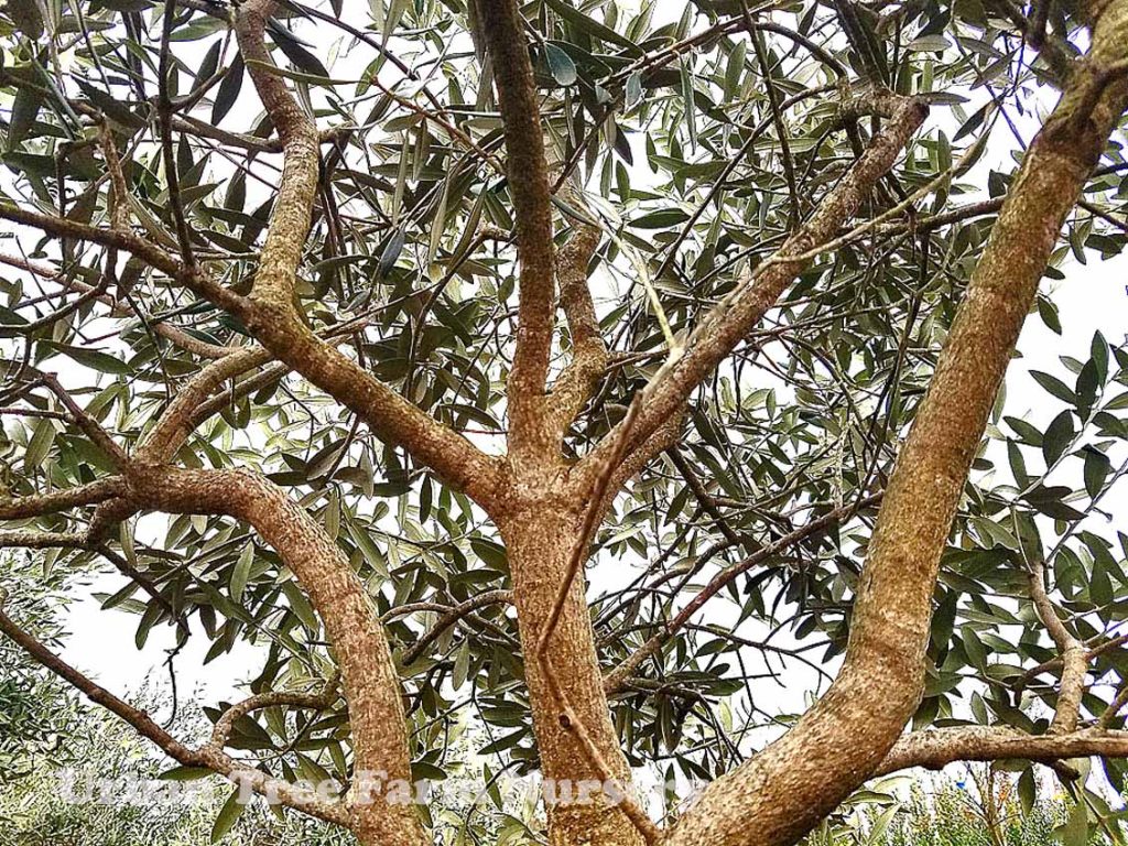 Olea europaea 'Arizona' | Urban Tree Farm Nursery