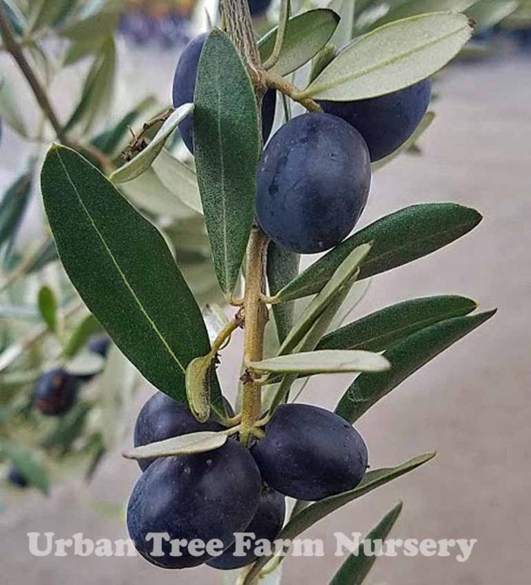Olea europaea 'Leccino' | Urban Tree Farm Nursery