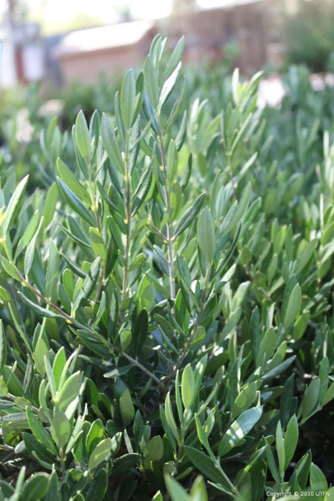 Olea europaea 'Little Ollie' | Urban Tree Farm Nursery