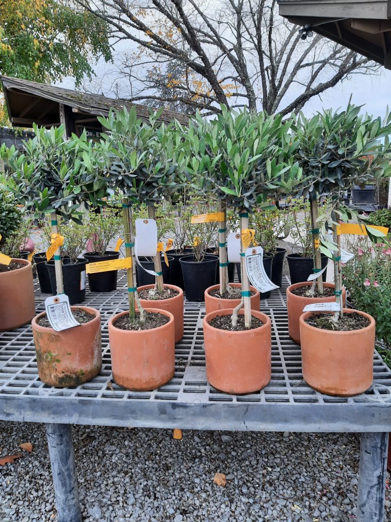 Olea europaea 'Little Ollie' TOPIARY | Urban Tree Farm Nursery