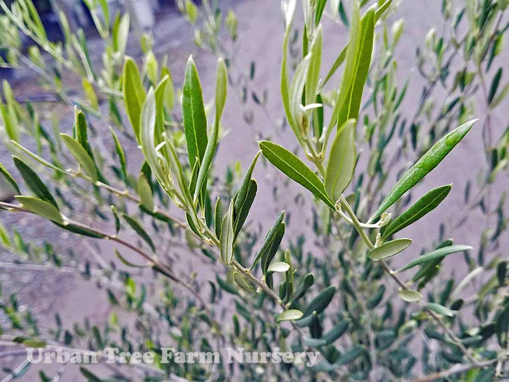 Olea europaea 'Majestic Beauty' STD | Urban Tree Farm Nursery