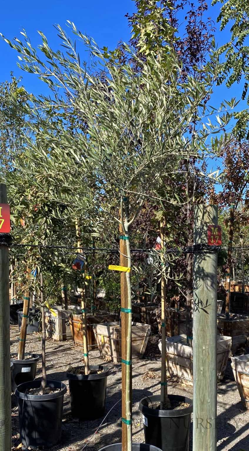 Olea europaea 'Modesto Fruitless' STD | Urban Tree Farm Nursery