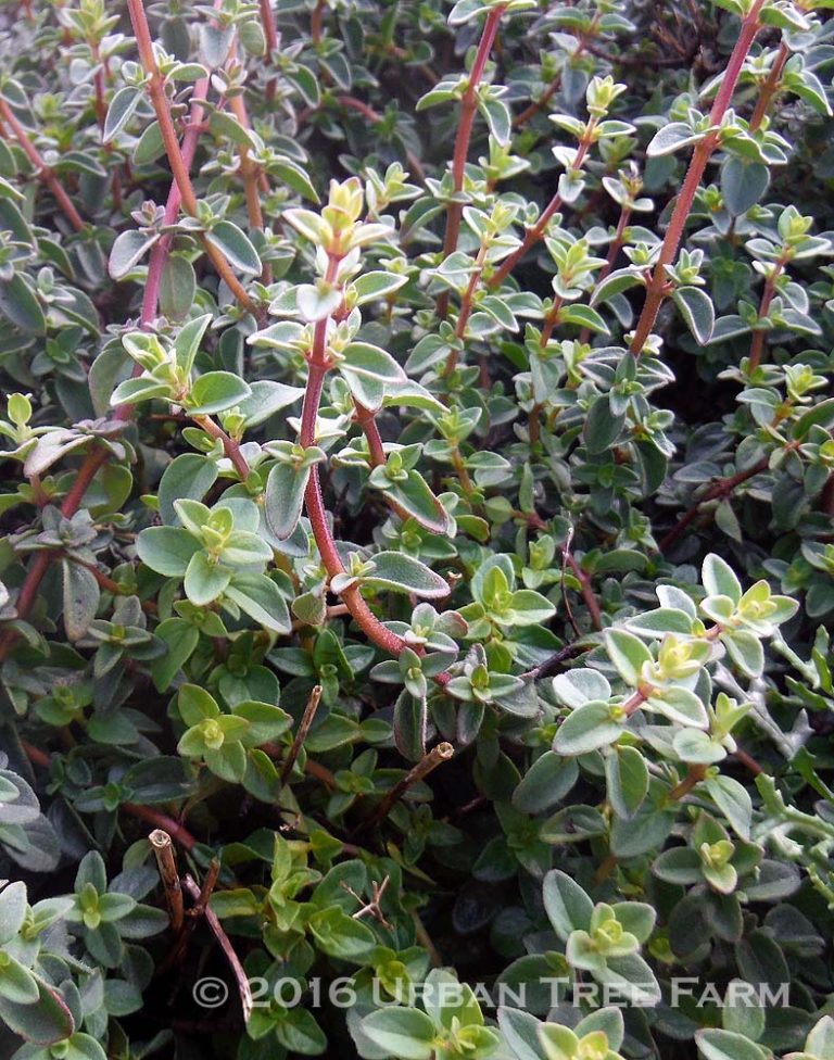 Origanum microphyllum hybrid | Urban Tree Farm Nursery