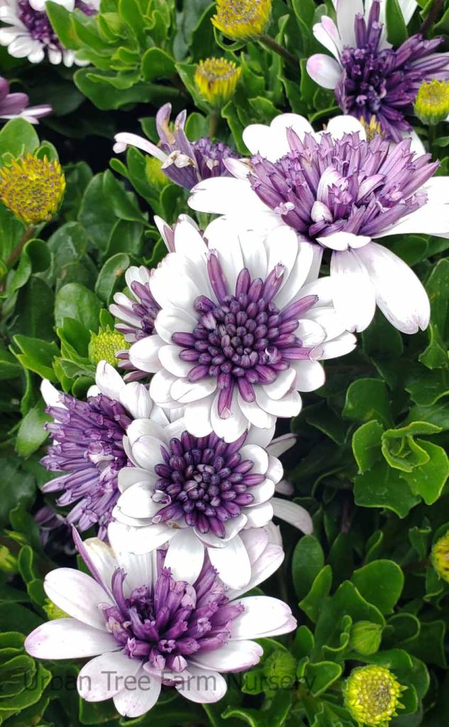 Osteospermum '4D Violet Ice' | Urban Tree Farm Nursery