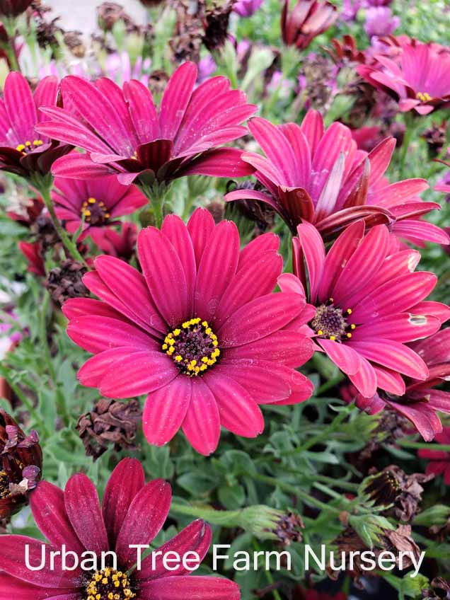 Osteospermum 'Zion Red' | Urban Tree Farm Nursery