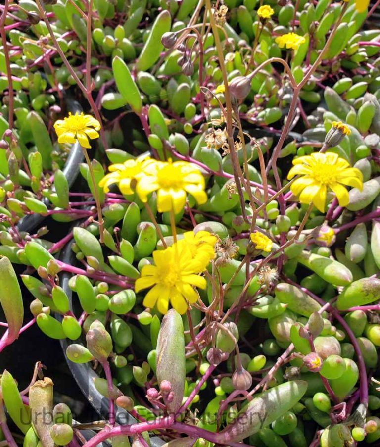 Othonna capensis 'Little Pickles' | Urban Tree Farm Nursery