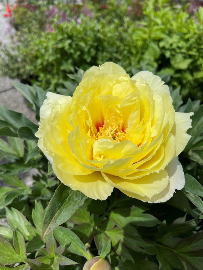 Paeonia Itoh x 'Bartzella' | Urban Tree Farm Nursery