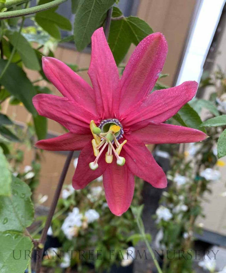 Passiflora 'Coral Glow' | Urban Tree Farm Nursery