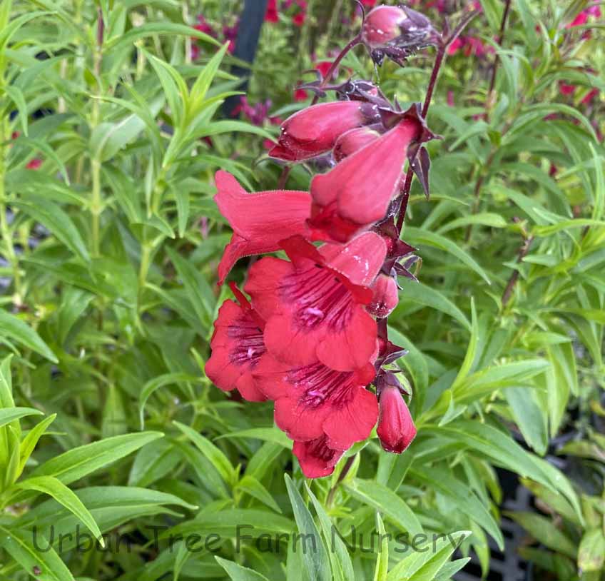 Penstemon 'Cha Cha Cherry' | Urban Tree Farm Nursery