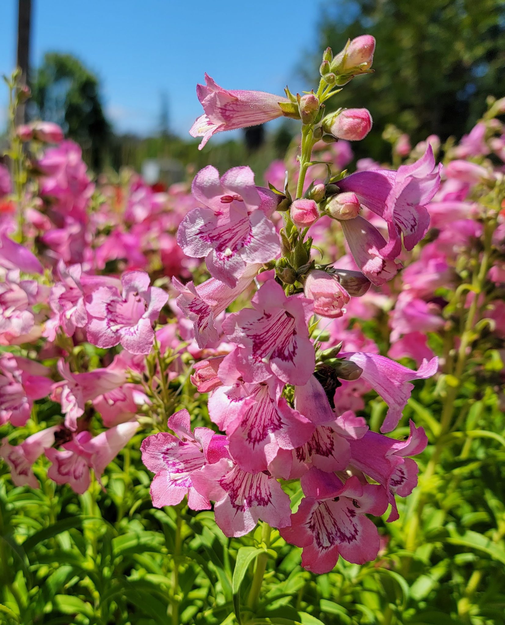 Penstemon 'Cha Cha Pink' | Urban Tree Farm Nursery