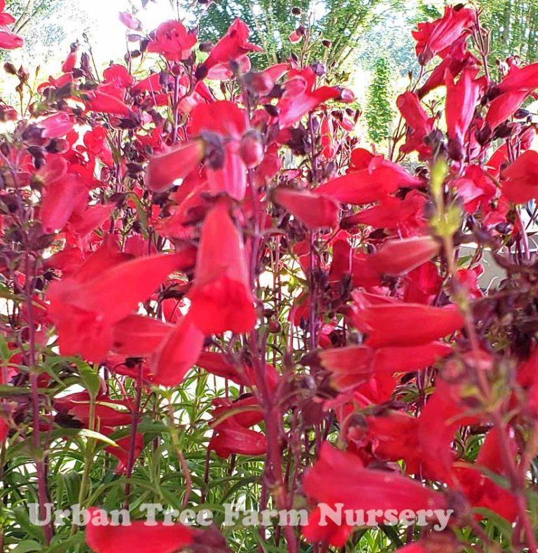 Penstemon x grandiflorus 'Firebird' | Urban Tree Farm Nursery