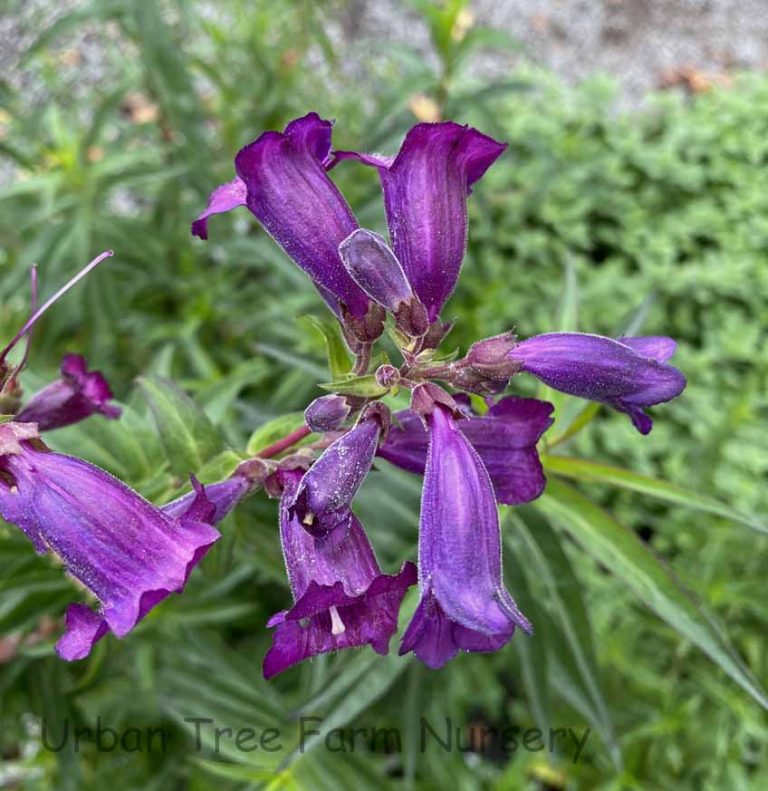 Penstemon x grandiflorus 'Midnight' | Urban Tree Farm Nursery