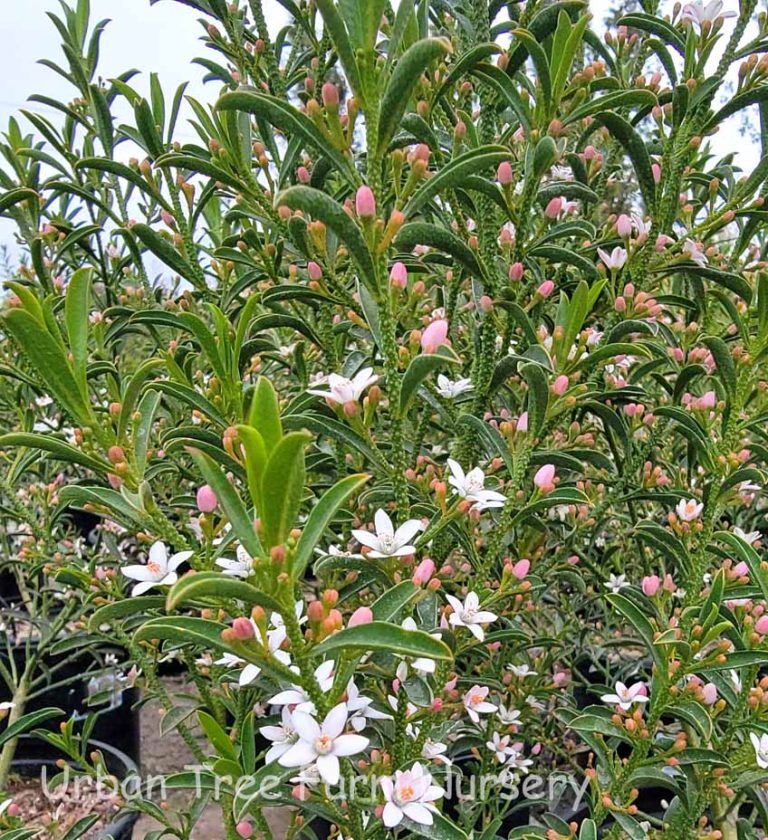 Philotheca myoporoides 'Profusion' | Urban Tree Farm Nursery