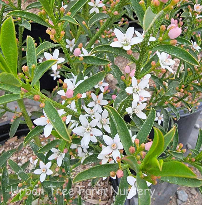 Philotheca myoporoides 'Profusion' | Urban Tree Farm Nursery