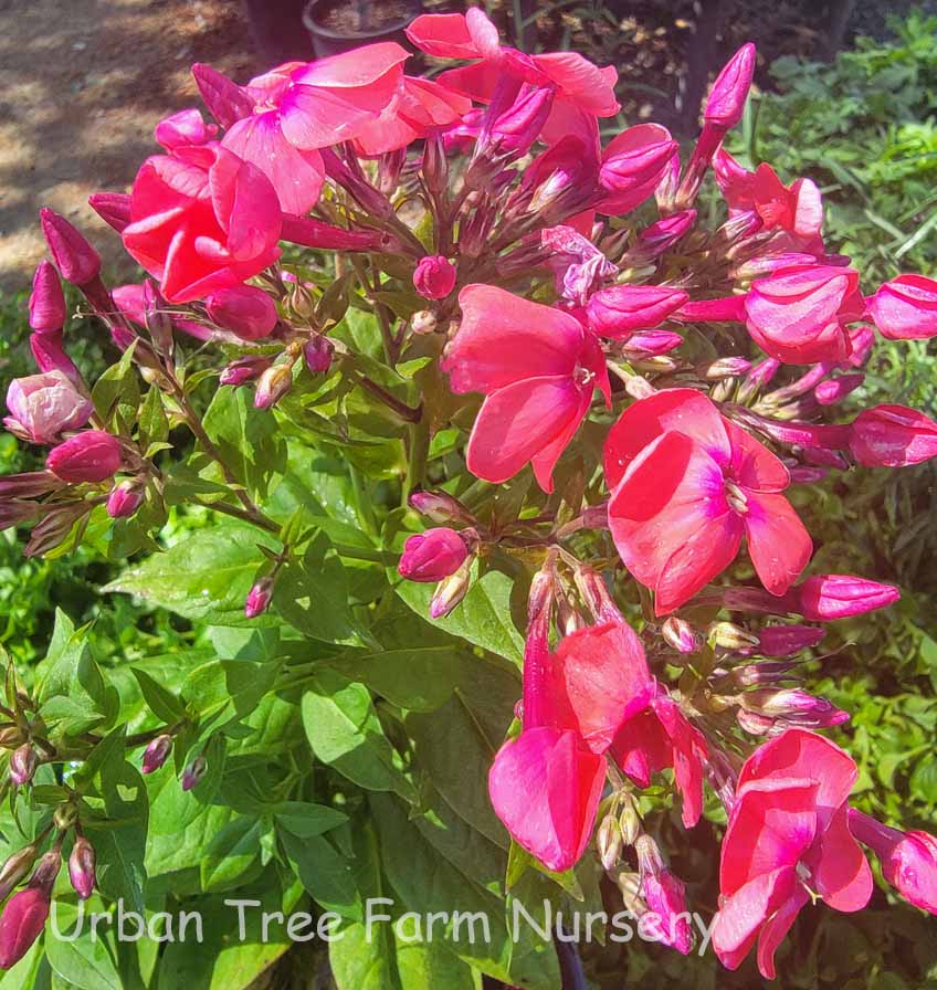 Phlox paniculata 'Flame Coral' | Urban Tree Farm Nursery