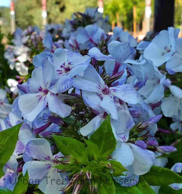 Phlox paniculata 'Flame Light Blue' | Urban Tree Farm Nursery