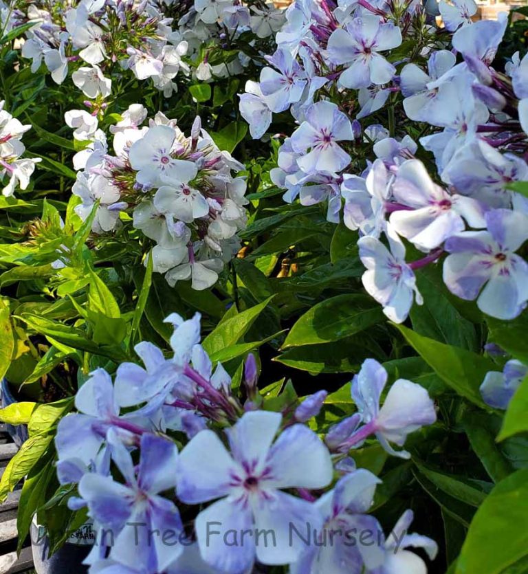 Phlox paniculata 'Flame Light Blue' | Urban Tree Farm Nursery