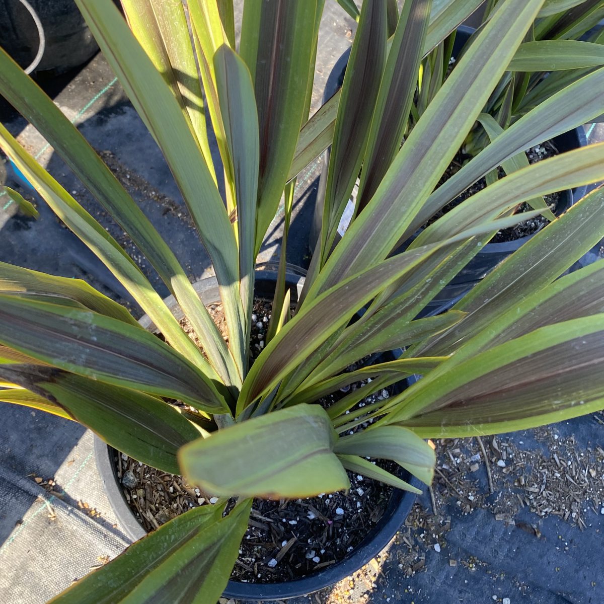 Phormium tenax 'Sunrise' | Urban Tree Farm Nursery