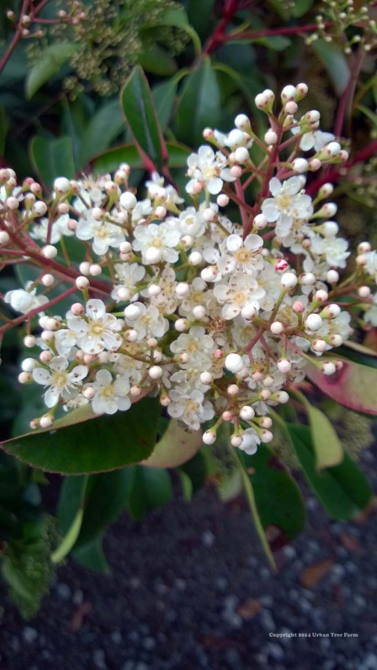 Photinia fraseri STD | Urban Tree Farm Nursery