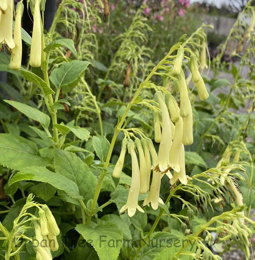 Phygelius 'Candy Drops Cream' | Urban Tree Farm Nursery
