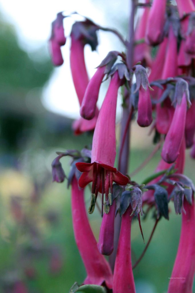 Phygelius rectus 'New Sensation' | Urban Tree Farm Nursery