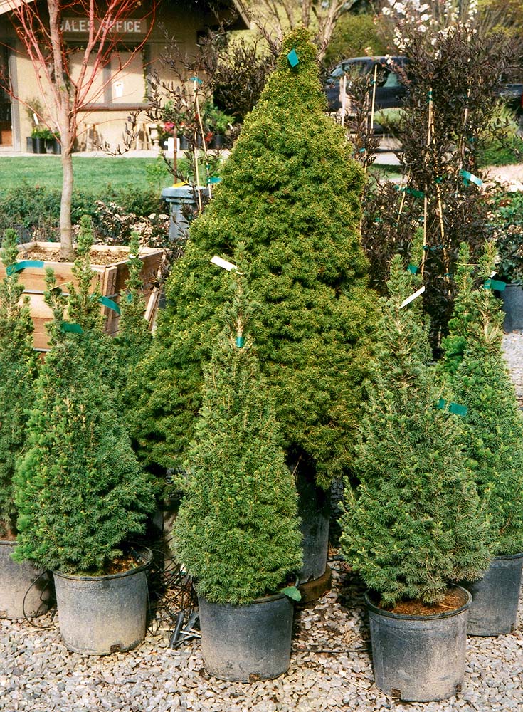 Picea glauca 'Conica' | Urban Tree Farm Nursery