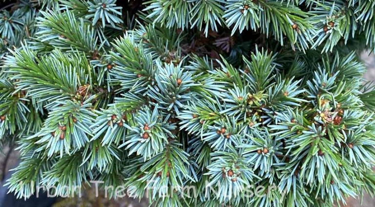 Picea omorika 'Pimoko' | Urban Tree Farm Nursery