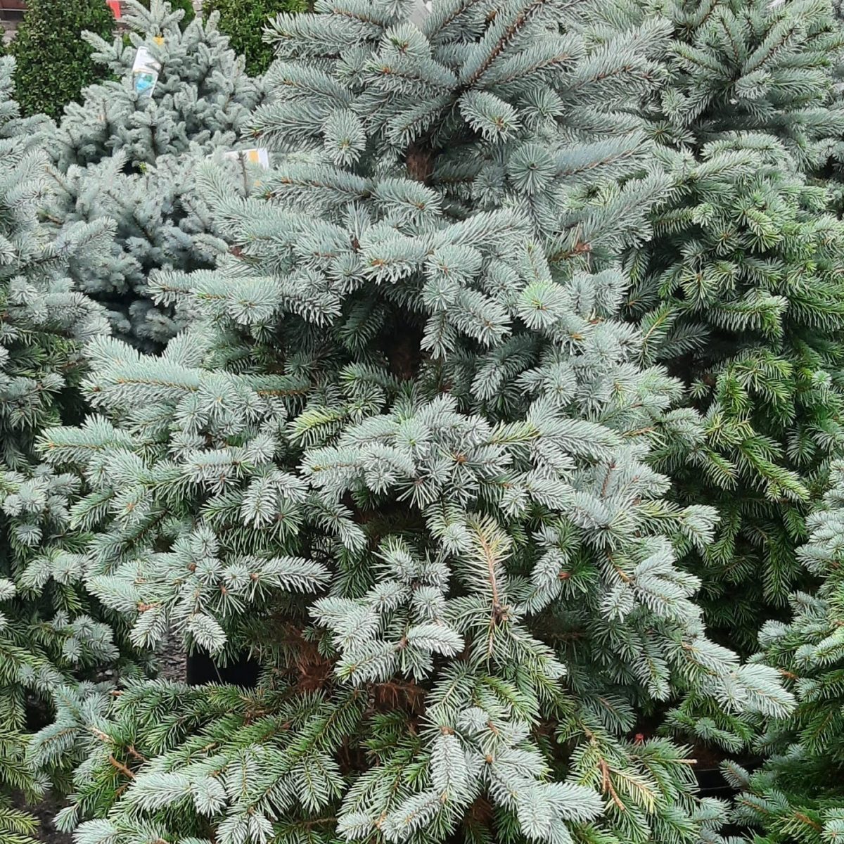 Picea pungens 'Baby Blue Eyes' | Urban Tree Farm Nursery