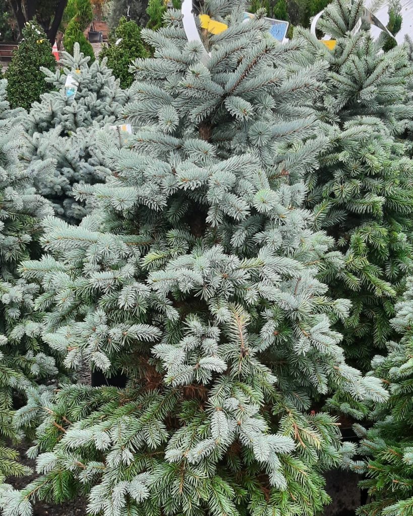 Picea pungens 'Baby Blue' | Urban Tree Farm Nursery