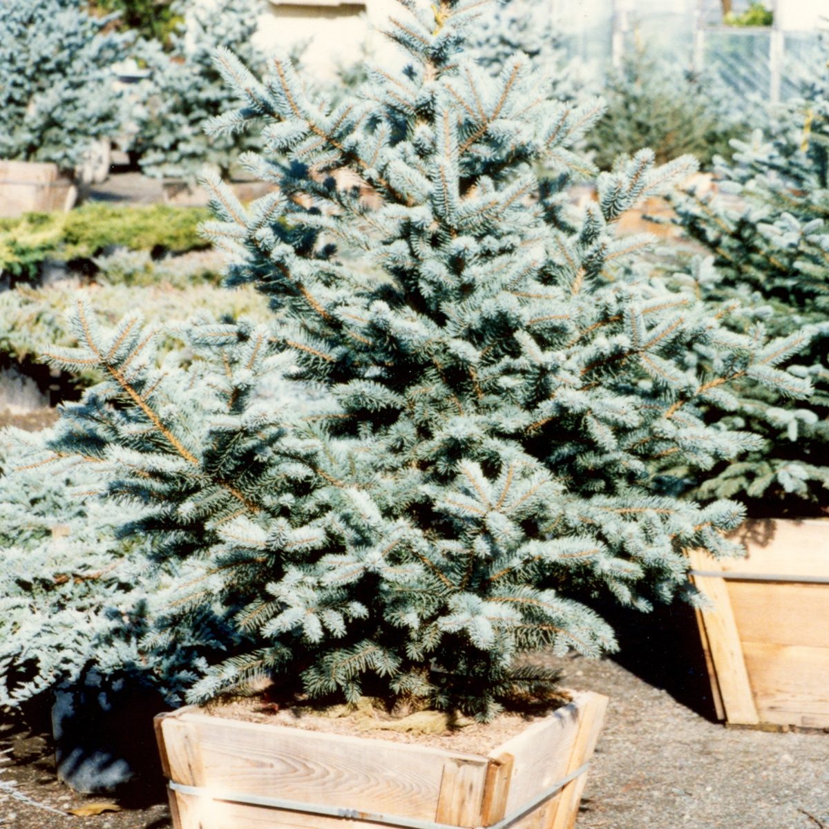 Picea pungens 'Blue Eyes' | Urban Tree Farm Nursery