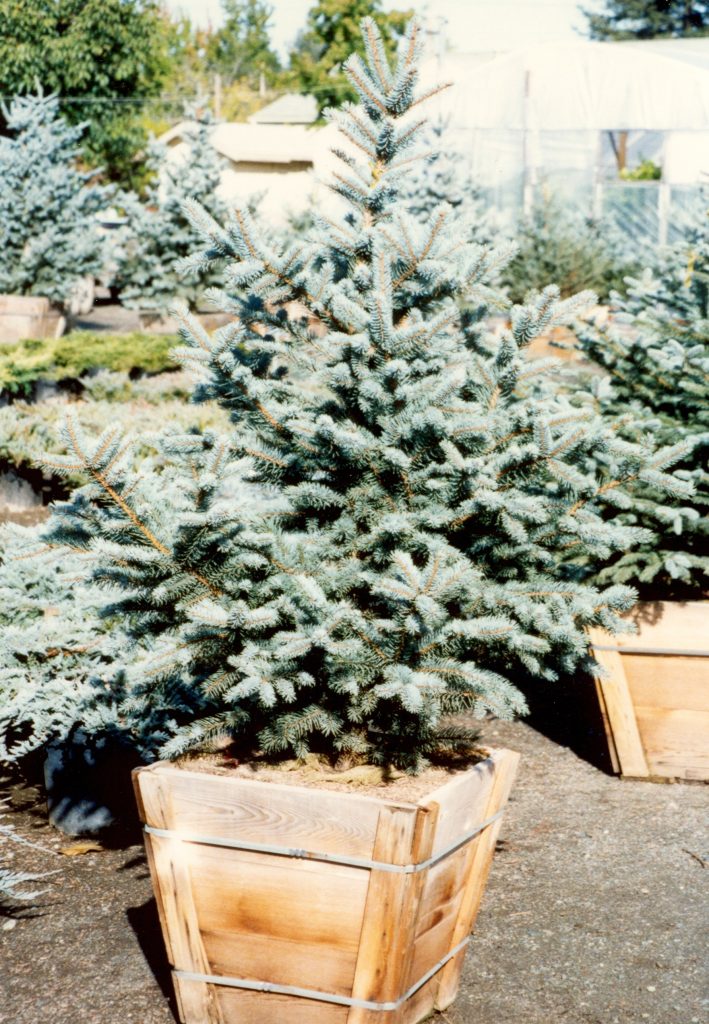 Picea pungens 'Bacheri' | Urban Tree Farm Nursery