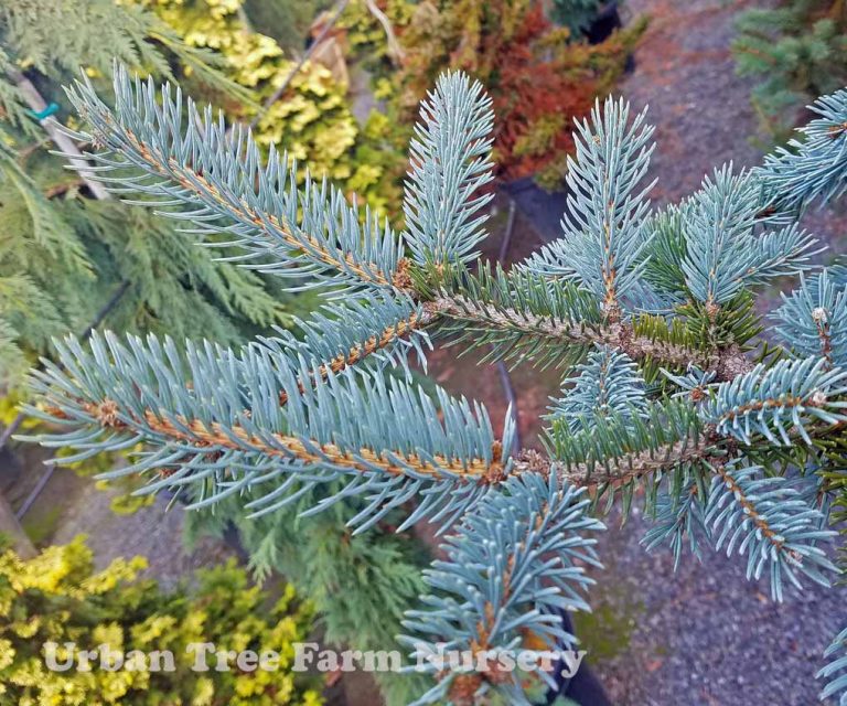 Picea pungens 'Glauca' | Urban Tree Farm Nursery