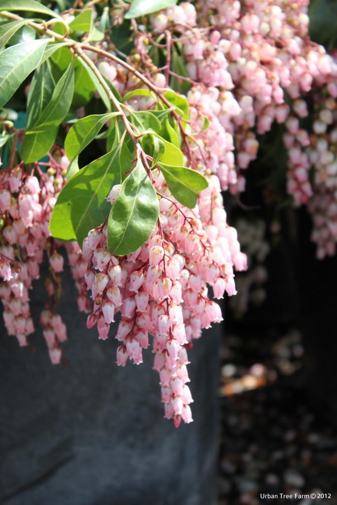 Pieris japonica 'Shojo' | Urban Tree Farm Nursery