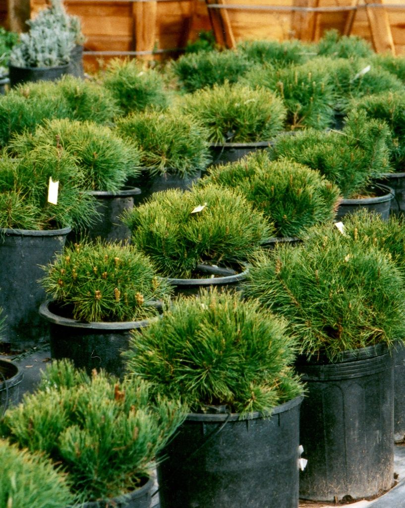 Pinus mugo mugo | Urban Tree Farm Nursery