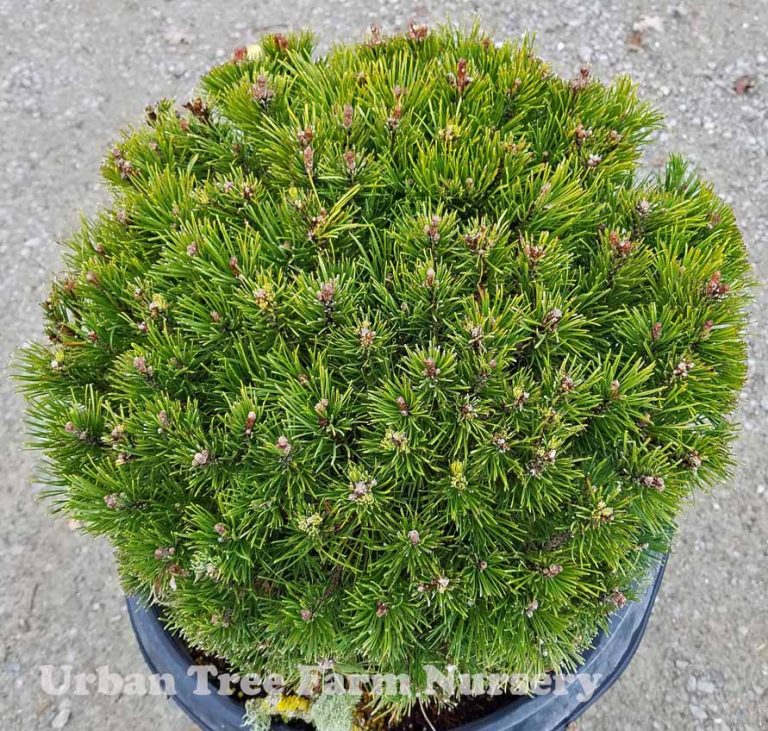 Pinus mugo mugo 'Pumilo' | Urban Tree Farm Nursery