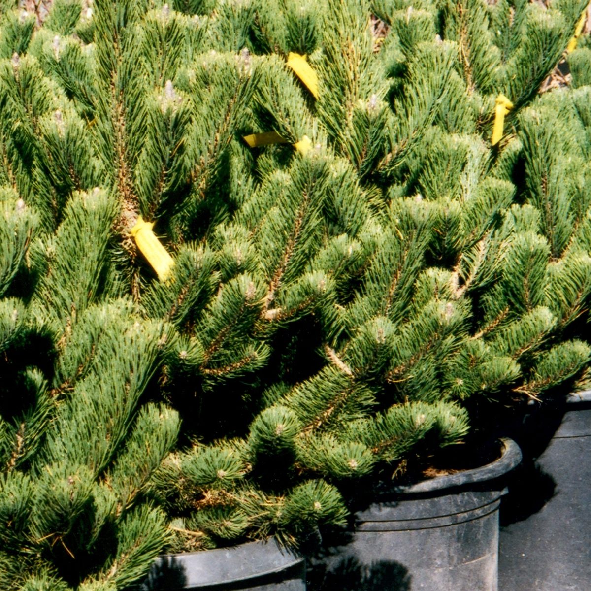 Pinus nigra 'Compacta' | Urban Tree Farm Nursery