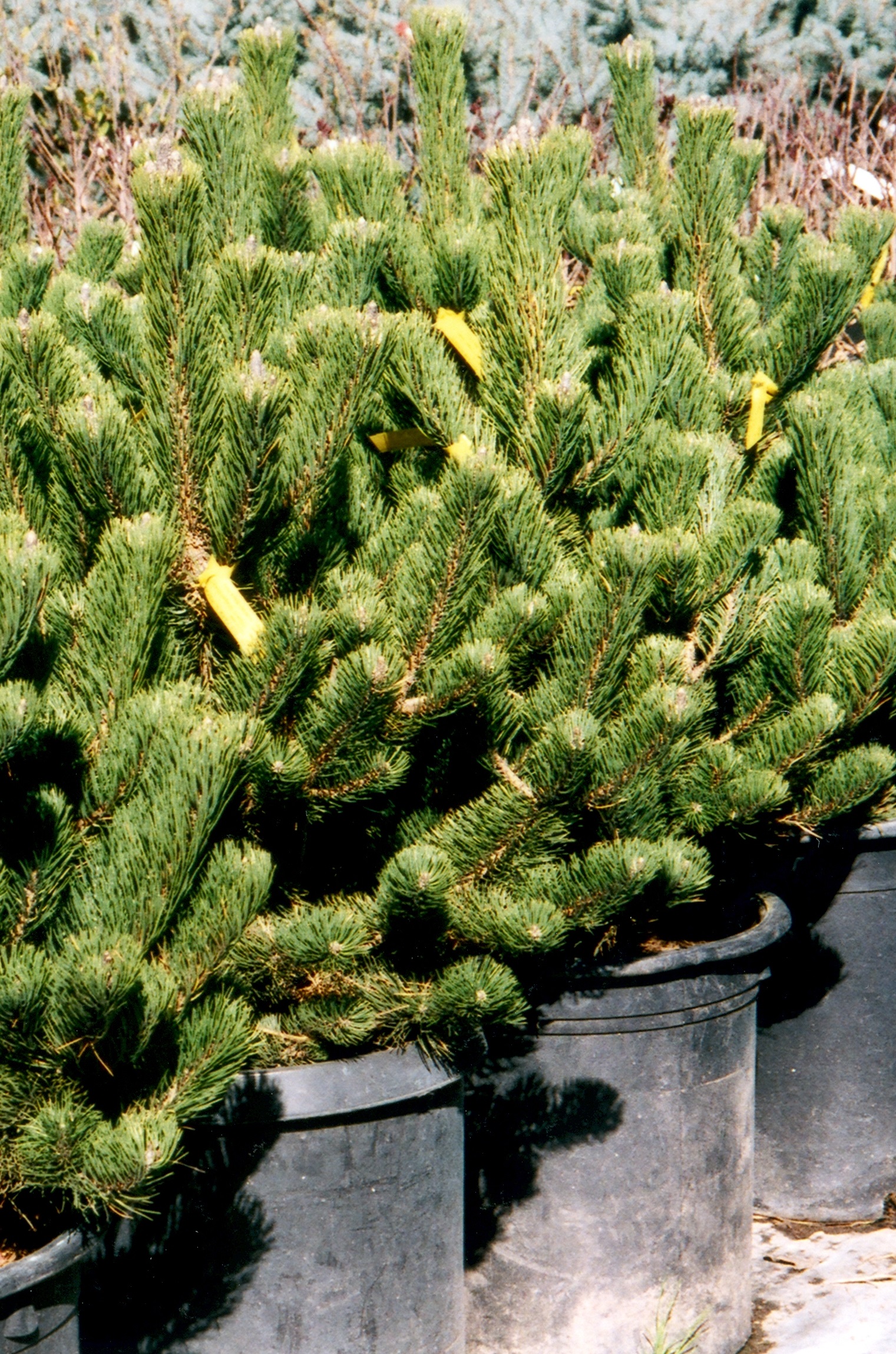 Pinus nigra 'Oregon Green' | Urban Tree Farm Nursery