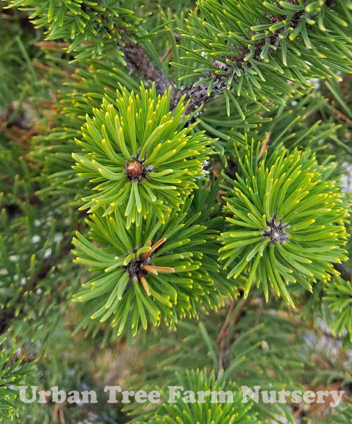 Pinus nigra 'Oregon Green' | Urban Tree Farm Nursery