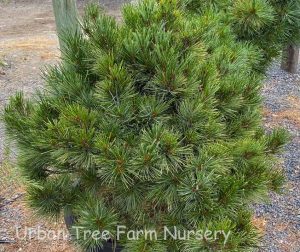 Pinus strobus 'Blue Shag' | Urban Tree Farm Nursery